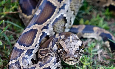 மலைப்பாம்பை கொல்லு பரிசை வெல்லு புளோரிடாவில் வினோத போட்டி People