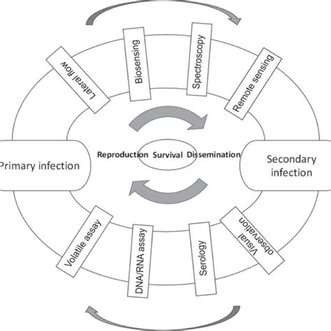 Pdf Biotechnological Tools For Detection Identification And