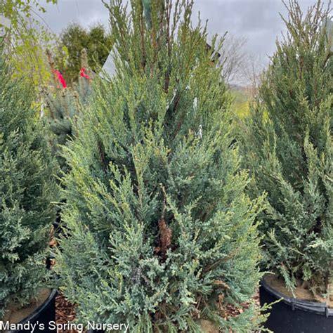 Blue Arrow Juniper