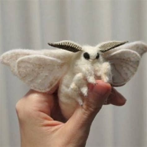 Cute Moths