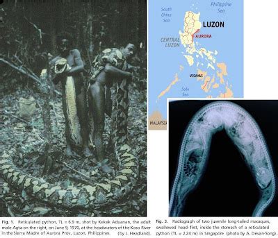 Species New To Science Herpetology 2011 Huntergatherers And Other Primates As Prey