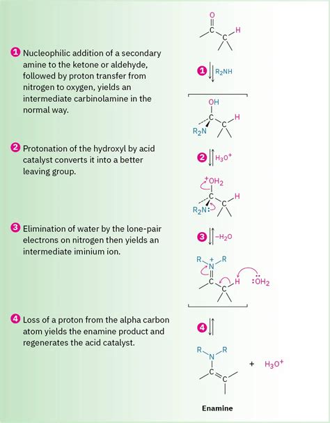 199 Nucleophilic Addition Of Amines Imine And Enamine Formation