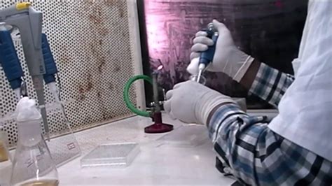 Broth Dilution Procedure At Christie Llamas Blog