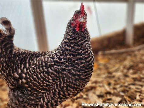 Cuckoo Maran Chicken Breed The Ultimate Guide
