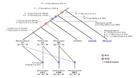 Diagram Of The Evolutionary History Of Brassica Different Divergence