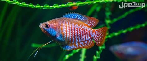 أشهر أنواع السمك بالصور والاسماء مستعمل