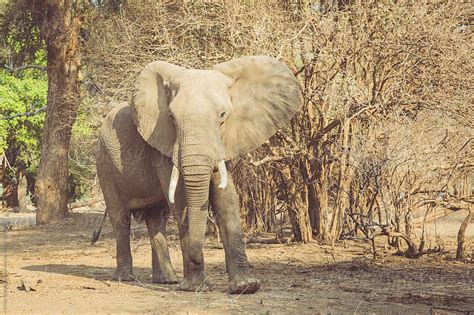 Cautious Elephant By Stocksy Contributor Diane Durongpisitkul Stocksy