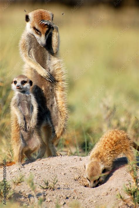 Funny Meerkats