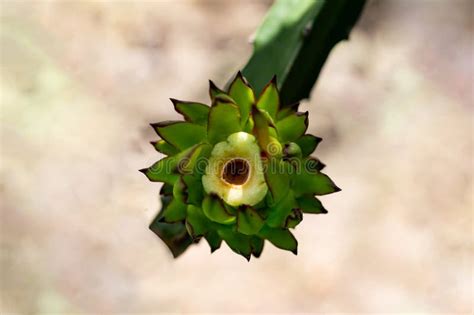 Top Angle View Of Dragon Fruit This Fruit Is Not Suitable For Raw Food