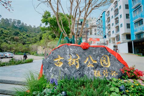 琴澳齐心护古树,横琴首个古树公园正式开放合作区保护粗沙环 琴澳齐心护古树,横琴首个古树公园正式开放合作区保护粗沙环