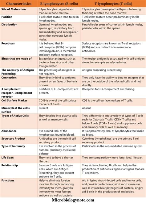 Differences Between B Cells And T Cells B Cells Vs T Cells In B Cell T Cell