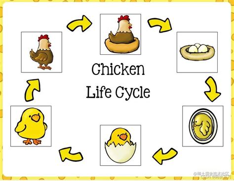 android 彻底搞懂lifecycle——使用篇文章目录 系列文章目录 前言 一、lifecycle是什么？ 1 掘金