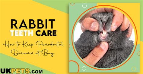 Rabbit Teeth Care Keep Periodontal Diseases At Bay Ukpets