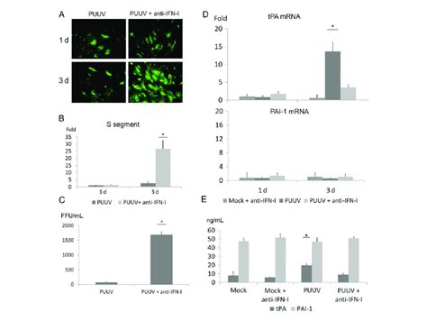 Effect Of Type I Interferon Ifn Neutralizing Antibodies On Puumala