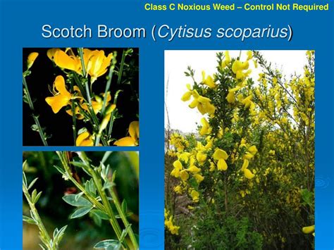 Ppt Backyard Invasions Noxious Weeds In Seattles Greenspaces