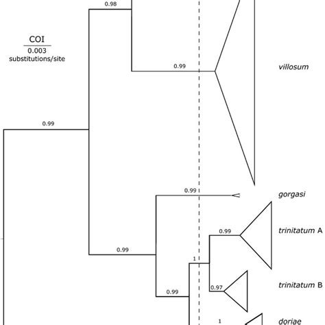 Bayesian Phylogeny Obtained From The Analysis Of Cytochrome C Oxidase