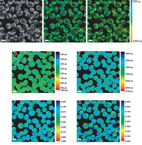 Metabolic Imaging Using Two Photon Excited Nadh Intensity And