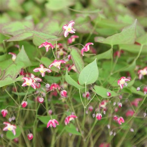 Epimedium Rubrum