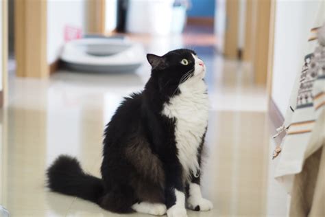 10 Surprising Tuxedo Cat Facts You Ll Love To Learn Hepper