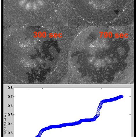 Top A Series Of Images Acquired With A Digital Microscope During The
