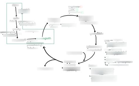 Diagram 94 Mammary Gland Development Lactogenesis Diagram Quizlet
