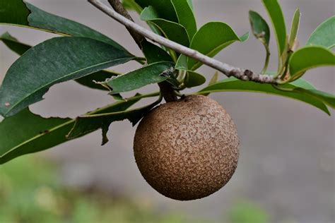 Foto De Stock Gratuita Sobre Agricultura árbol árbol Frutero