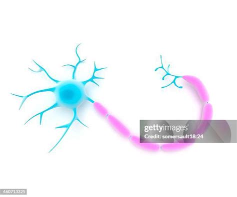 409 Nerve Cell White Background High Res Illustrations Getty Images