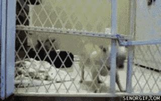 Escape Escaping  Escape Escaping Trap Discover And Share S
