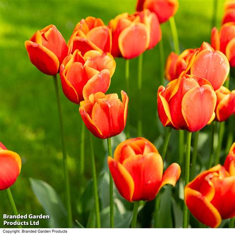 Tulip Dafeng