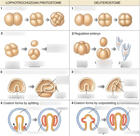 Lophotrochozoan Protostome Vs Deuterostome Diagram Quizlet