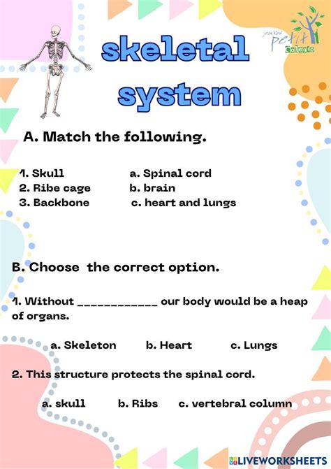 Skeletal System Free Interactive Worksheets 7250943