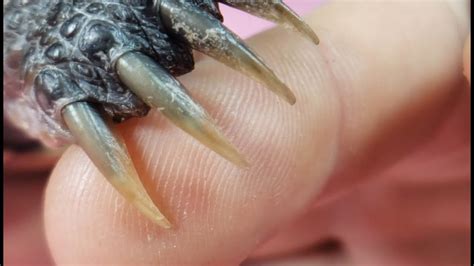 Cut Turtles Nails At Holly Brough Blog