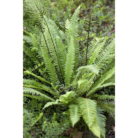 Blechnum Spicant Hard Fern