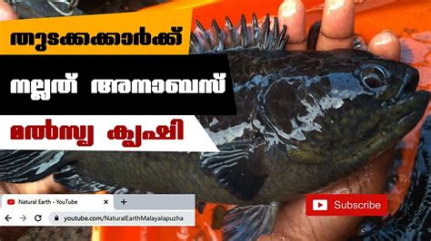 Anabus Fish Is Better For Beginner Youtube