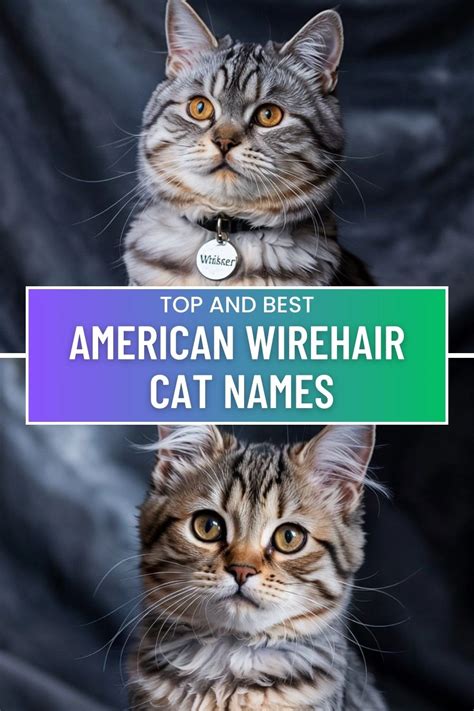 150 Uncommon Cute And Unique Cat Names For Male Cat With Meaning