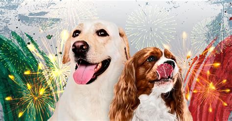 El Método Para Tranquilizar A Tu Perro Si Se Asusta Con La Pirotecnia