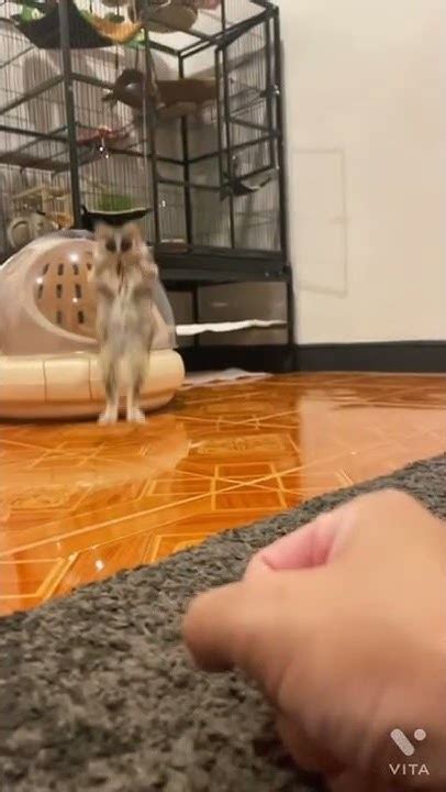 애완용 그램린 Youtube