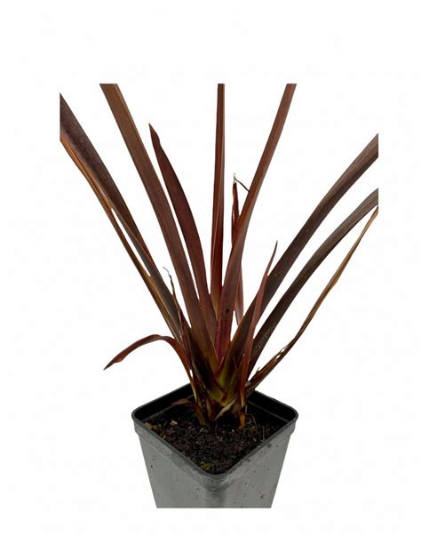 Vendita Pianta Phormium Piante Da Cespuglio Online Mondo Piante