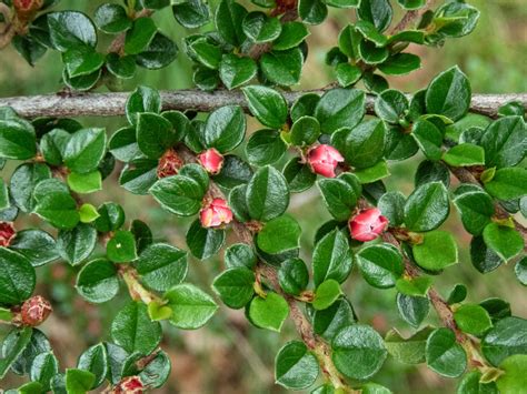 Cotoneaster Horizontalis Clean Seed Common Bonsai Shrub Rock Cotoneaster Rockspray
