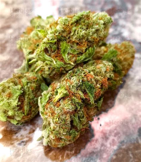 Ghost Train Haze Seeds Seedkeepers Cannabis Strain Seeds For Sale