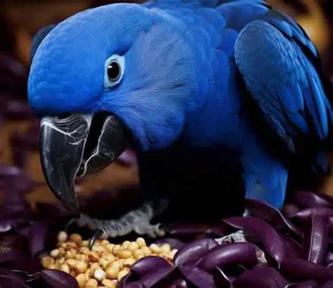 Hyacinth Macaw Exopetguides