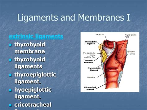 Thyroepiglottic Ligament