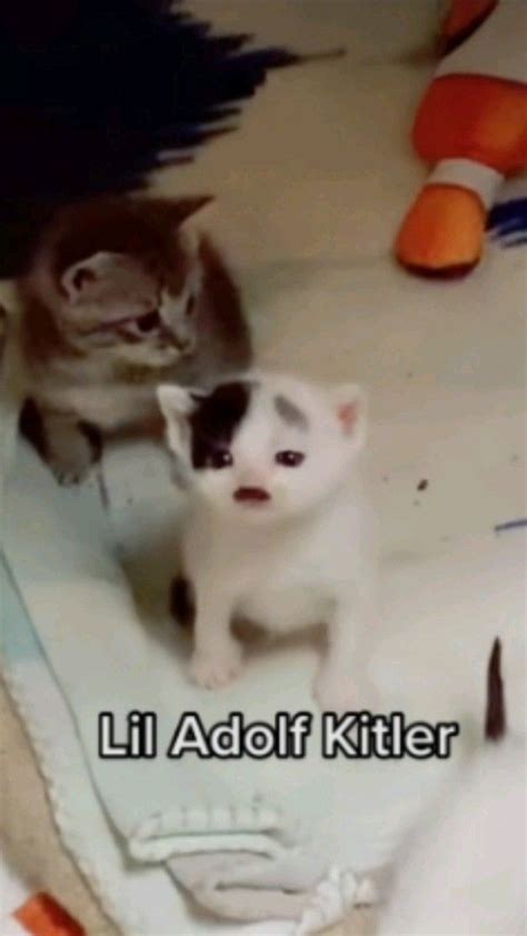 Cute Kittens Playing On The Floor