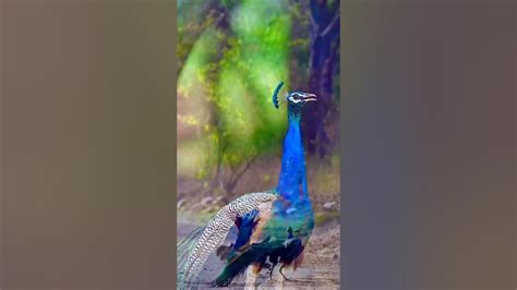 🦚 Peacocks 🦚 Youtube