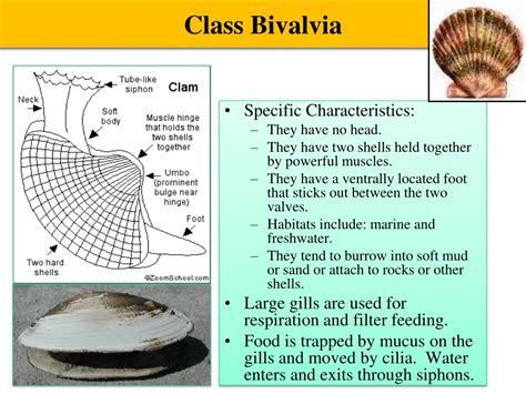 Ppt Mollusca General Features Classification And Examples Powerpoint Presentation Id8815940