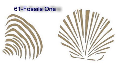 Fossil Shells 1 Etsy