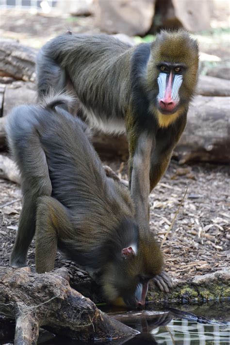 African Mandrill
