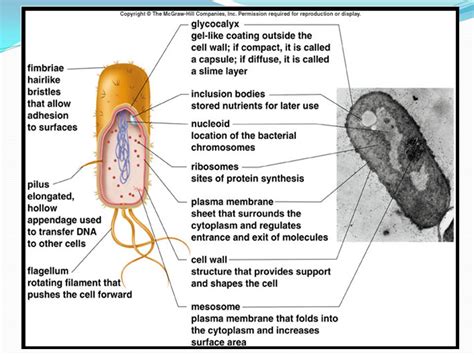 Prokaryotic Cell Structure Mesosome