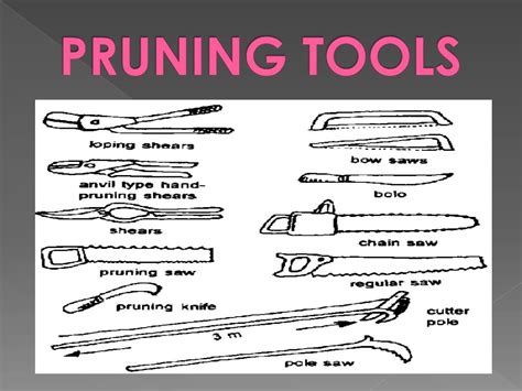 Ppt Fruit Tree Pruning Powerpoint Presentation Free Download Id