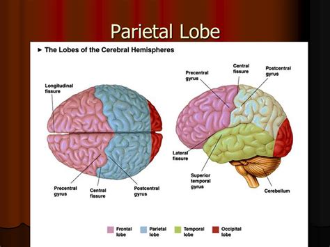 Superior Parietal Lobule Function
